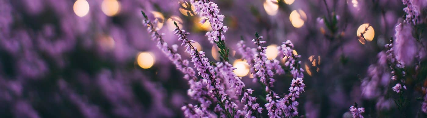 Herbs For Sleep - Top 5 Best Herbs To Improve Your Sleep | Nectar