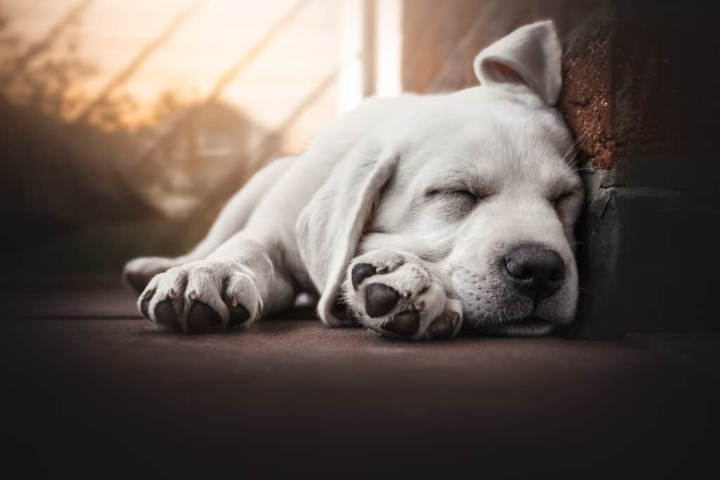 10 Dog Sleeping Positions And The Meaning Behind Them | Nectar Sleep