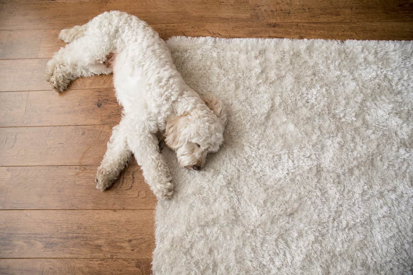 10 Dog Sleeping Positions And The Meaning Behind Them | Nectar Sleep