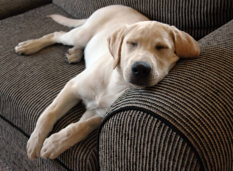10 Dog Sleeping Positions And The Meaning Behind Them | Nectar Sleep